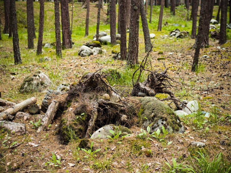 Dead snag in forest stock image. Image of bare, branch - 27373701