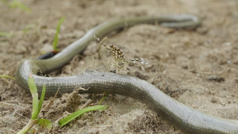 Dry Dead Snake Head Anguis Fragilis on the Ground, Summer Daylight ...