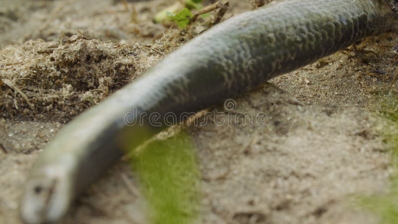 Dry Dead Snake Head Anguis Fragilis on the Ground, Summer Daylight ...