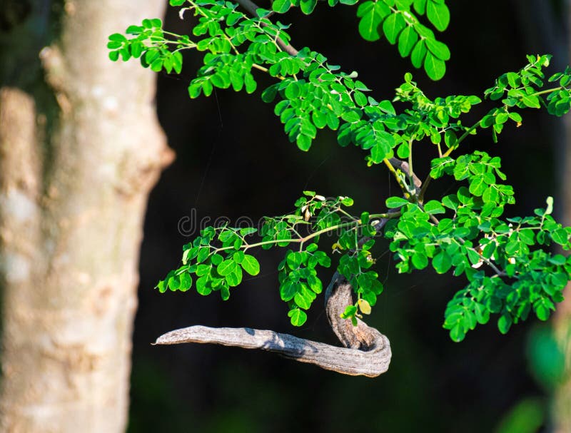 Snake Shape Twisted Tree Branch Stock Illustration - Illustration of ...