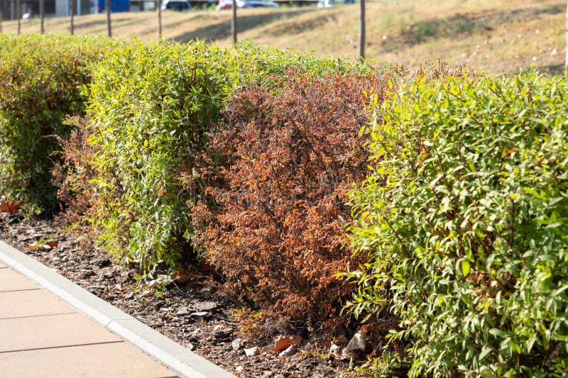 Dry Dead Spirea Bush in a Hedge. Dried Red Leaves Stock Photo - Image ...