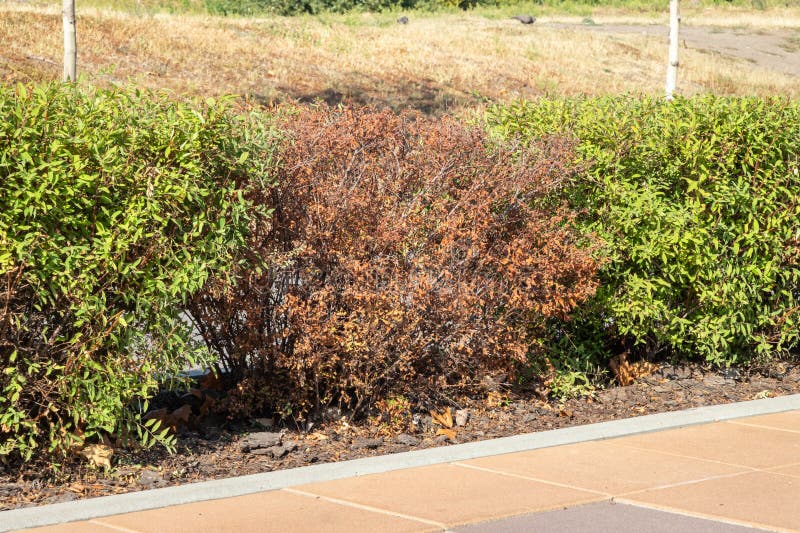 Dry Dead Spirea Bush in a Hedge. Dried Red Leaves Stock Photo - Image ...