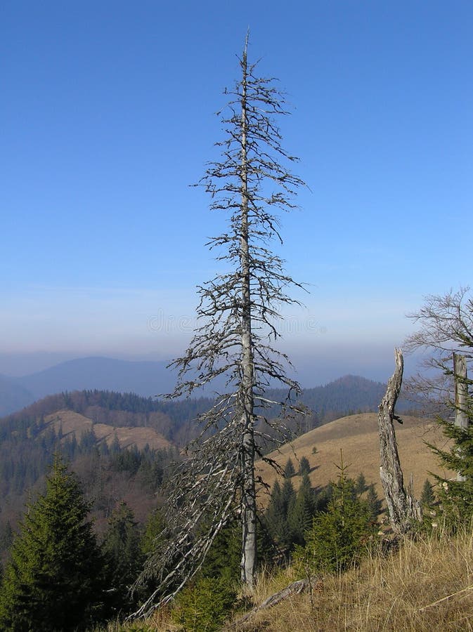 Dry dead spruce stock image. Image of trees, nature, background - 65368265