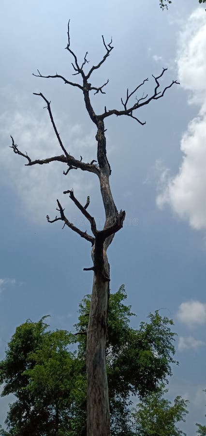 This is dry dead tree stock photo. Image of tree, long - 192146540