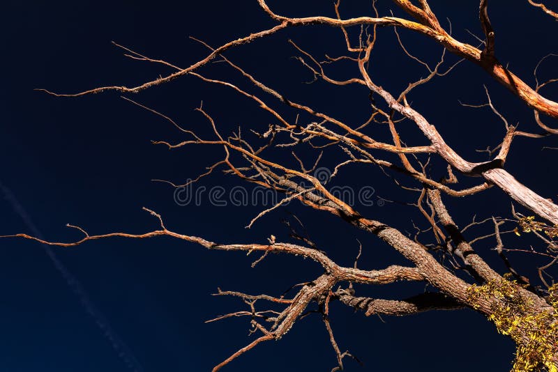 Dry dead tree at night stock photo. Image of black, dramatic - 153371984