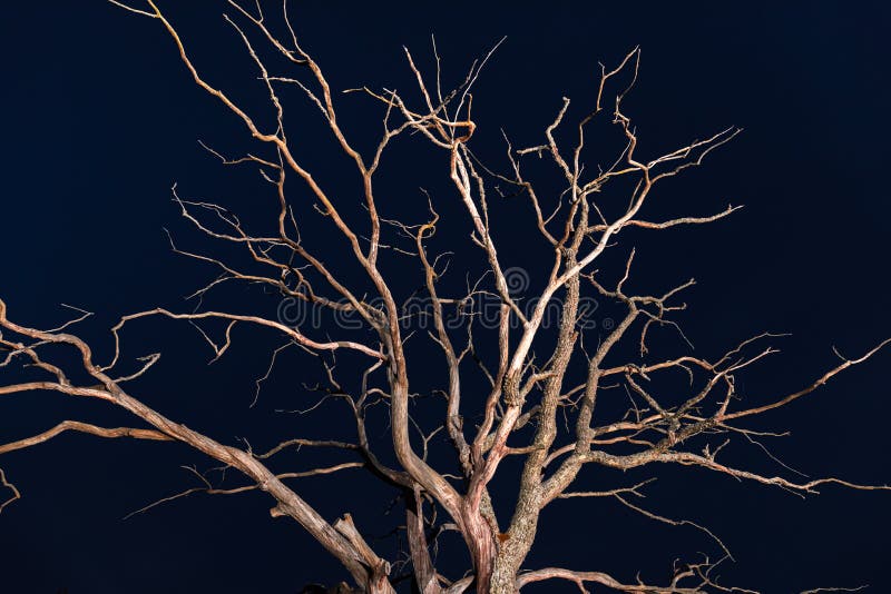 Dry dead tree at night stock image. Image of park, environment - 153372117