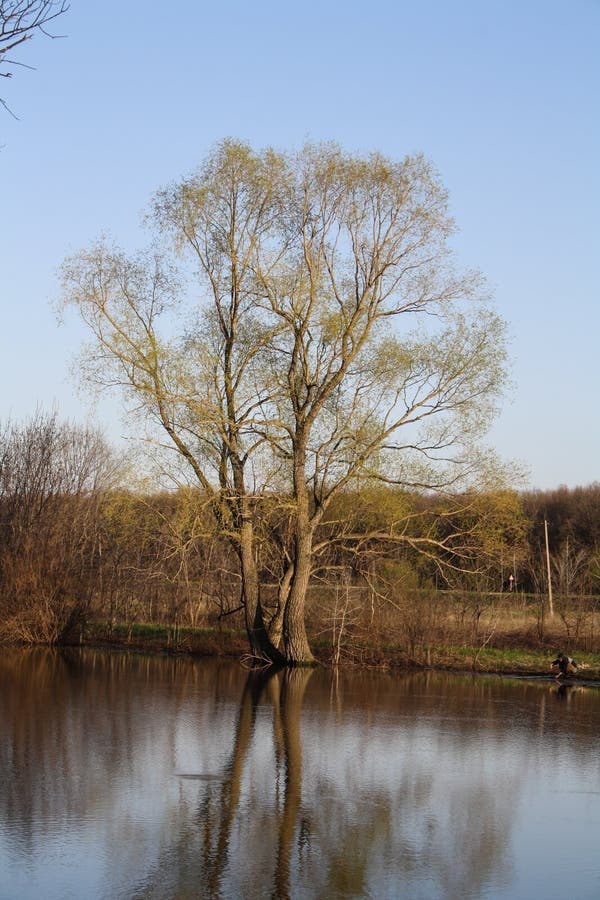 Dry Dead Tree Alone without Leaves on Blue Sky Background Reflects on ...