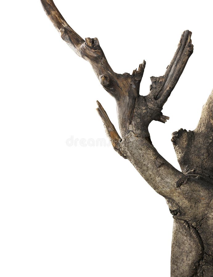 Dry Dead Tree Branch Cracked Dark Bark. Dry Branch of a Tree Isolated ...
