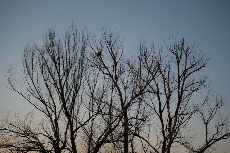 Dry Dead Tree Branches Against the Sky in the Desert during the Drought ...