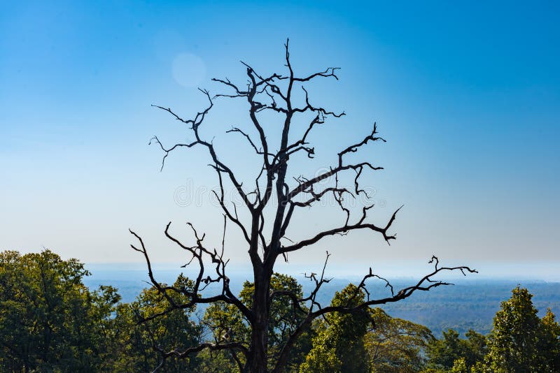 A Dry Dead Tree Branches in a Forest with Many Birds on it and a Blue ...