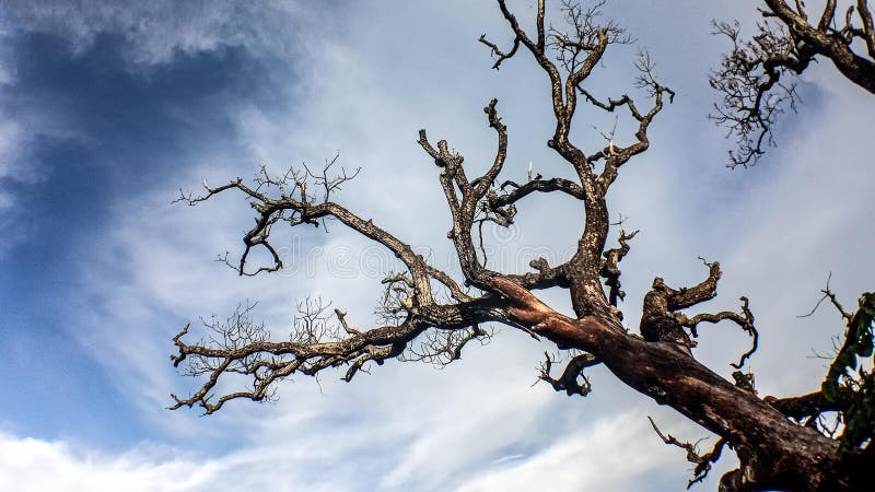 View of a Dry Dead Tree Picture with Cloud and Blue Sky : Stock Image ...