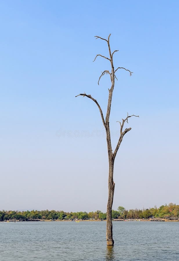 Dry dead tree stock photo. Image of object, alone, natural - 152653412