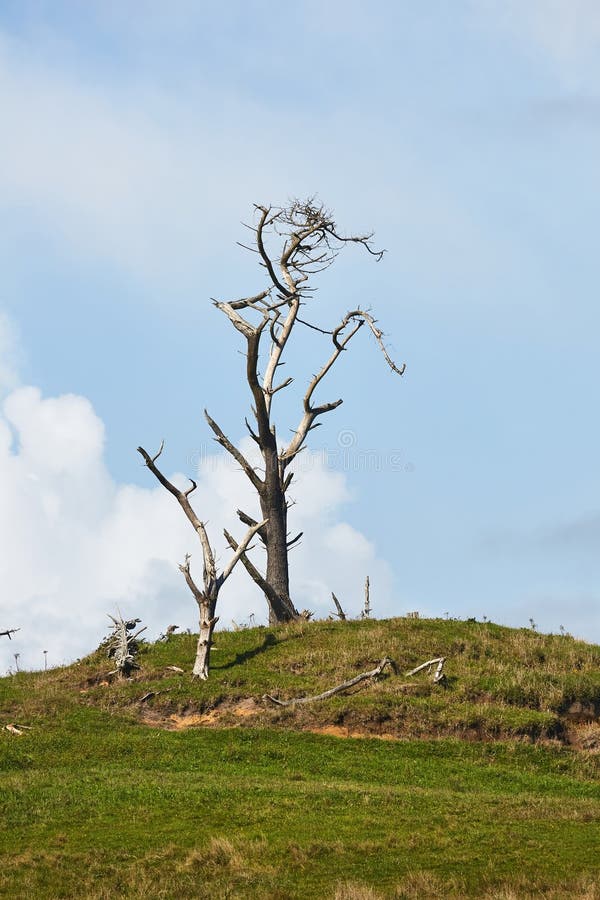 Dry dead tree on a hill stock photo. Image of environment - 322663304
