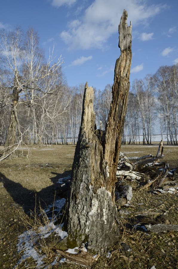 Winter Dead Tree stock photo. Image of mood, nobody, death - 34585282