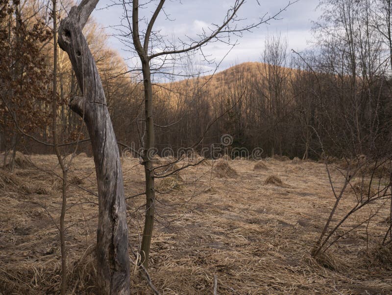Dry Dead Tree. in the Mountains on Spring Stock Image - Image of ...