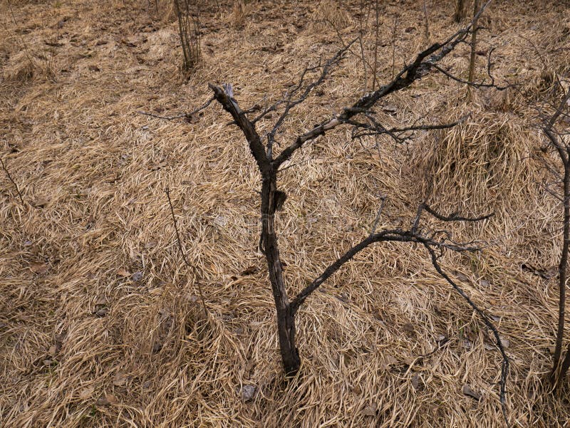 Dry Dead Tree. in the Mountains on Spring Stock Photo - Image of dark ...