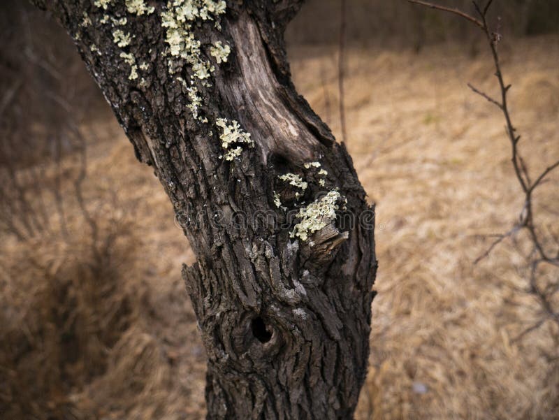 Dry Dead Tree. in the Mountains on Spring Stock Image - Image of cold ...
