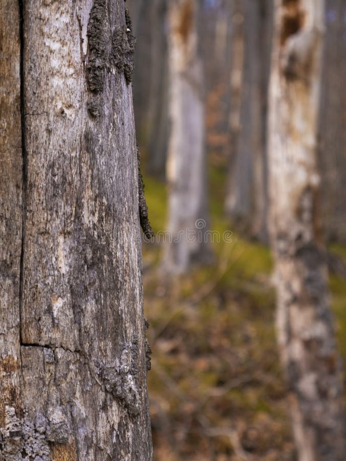 Dry Dead Tree. in the Mountains on Spring Stock Image - Image of ...