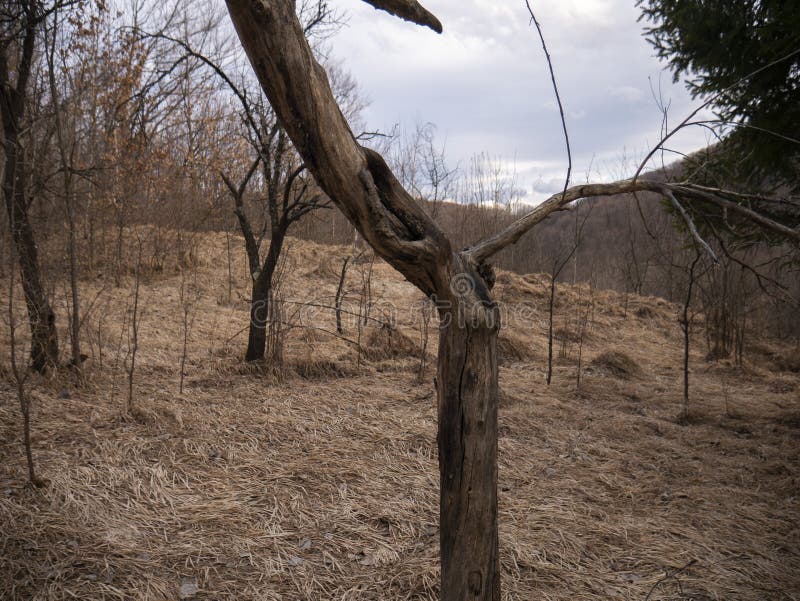 Dry Dead Tree. in the Mountains on Spring Stock Image - Image of dawn ...