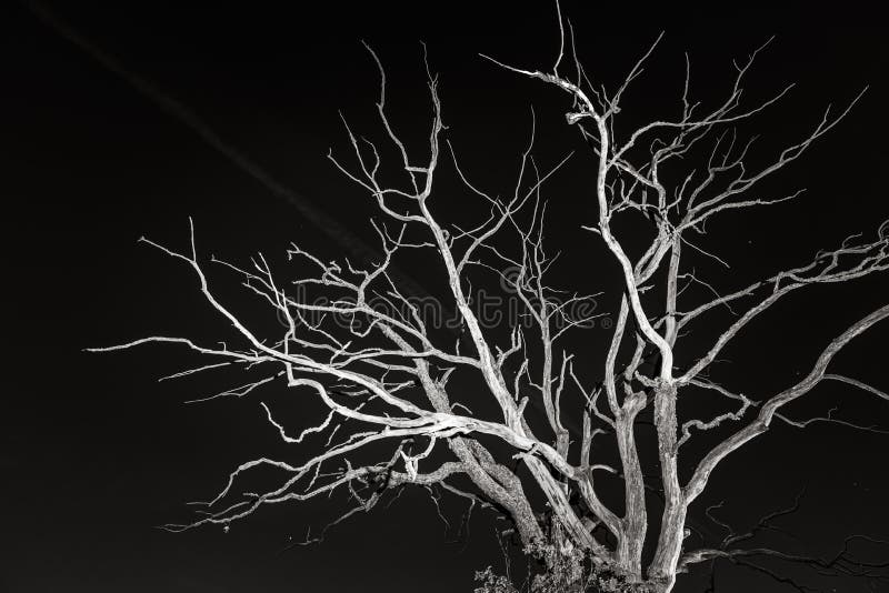Dry dead tree at night stock image. Image of park, environment - 153372117