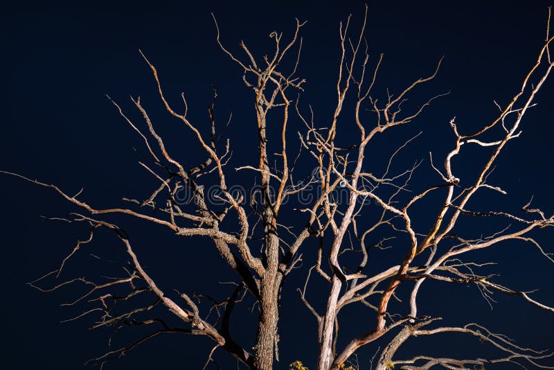 Dry dead tree at night stock image. Image of branch - 153372229