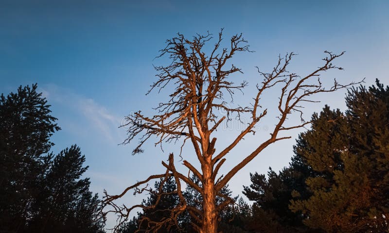 Dry dead tree at night stock image. Image of black, forest - 153372051