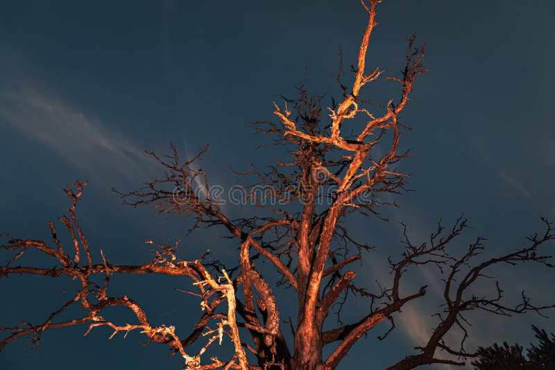 Dry dead tree at night stock image. Image of branch - 153372229