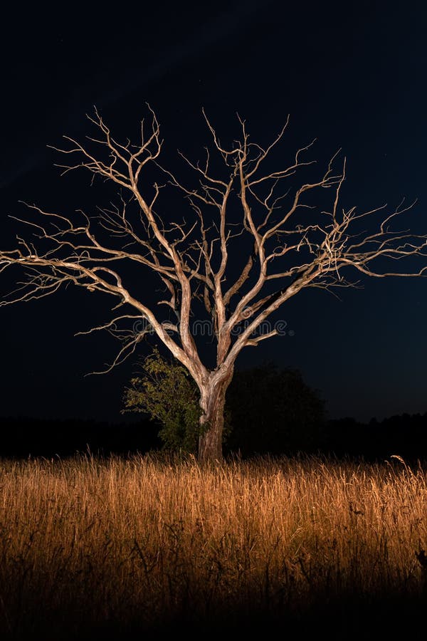 Dry dead tree at night stock image. Image of branch - 153372229
