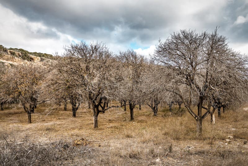 336 Dead Fruit Tree Orchard Stock Photos - Free & Royalty-Free Stock ...