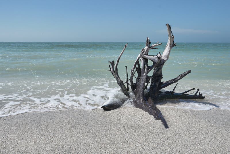 Dry Dead Tree Root at Beach on Sanibel Island Stock Photo - Image of ...