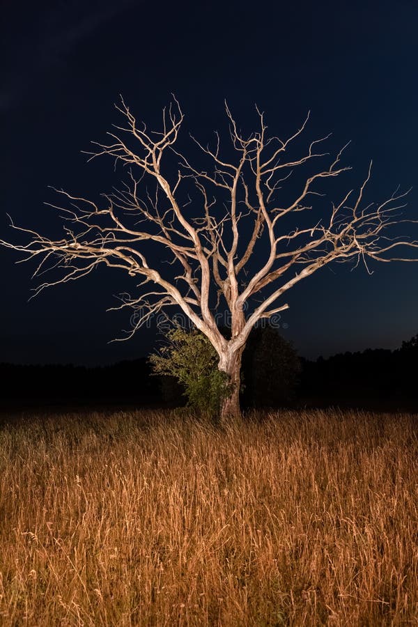 Dry dead tree at night stock image. Image of plant, abstract - 153372159