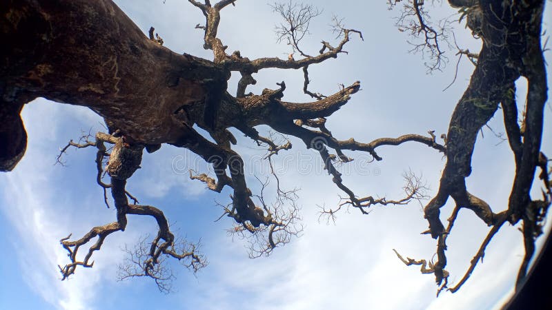 Dry Dead Tree : Stock Image Stock Photo - Image of imagesky, blue ...