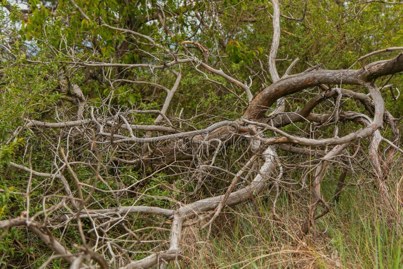 Dry Dead Tree in Summer Forest. Stock Photo - Image of botanical ...