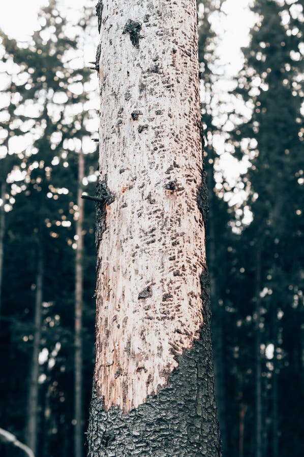 Part View of Wood Trunk without Bark. Dry Dead Tree in Forest Stock ...