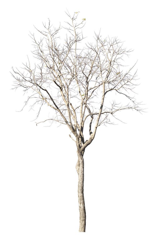 Dry Dead Trees in Autumn Isolated Stock Photo - Image of season, twig ...