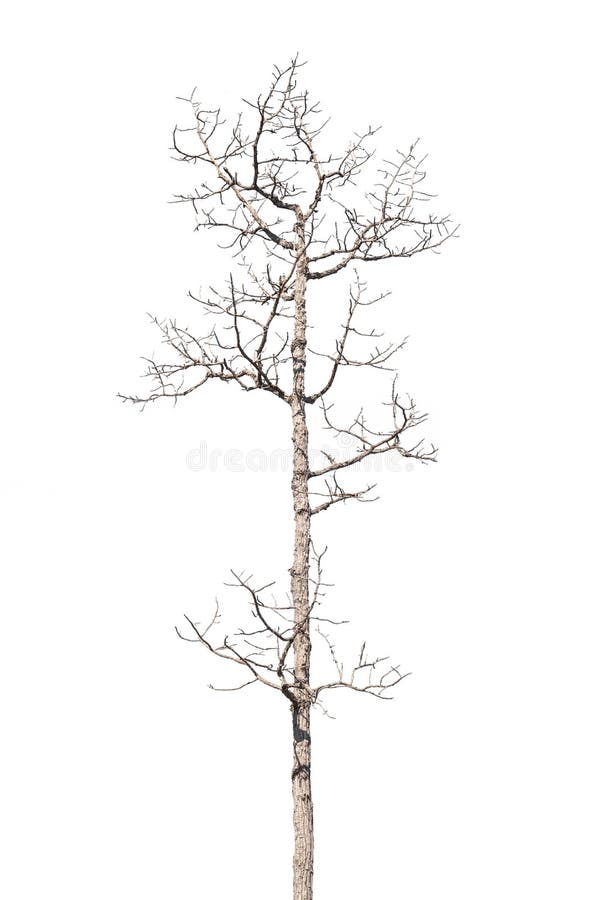 Dry Dead Trees in Autumn Isolated Stock Image - Image of wild, nature ...