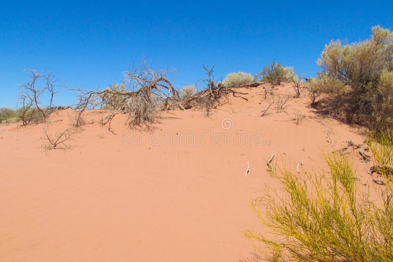 Dry Dead Trees and Bushes in Desert Stock Image - Image of bushes, park ...