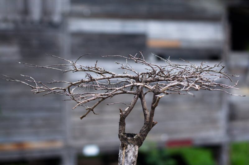Dry dead trees. stock photo. Image of dying, season, environment - 80828840