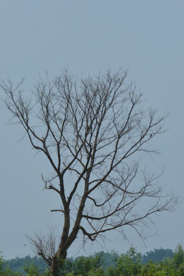 Dry Dead Trees Growing Isolation in the Forest beside Roads Common in ...