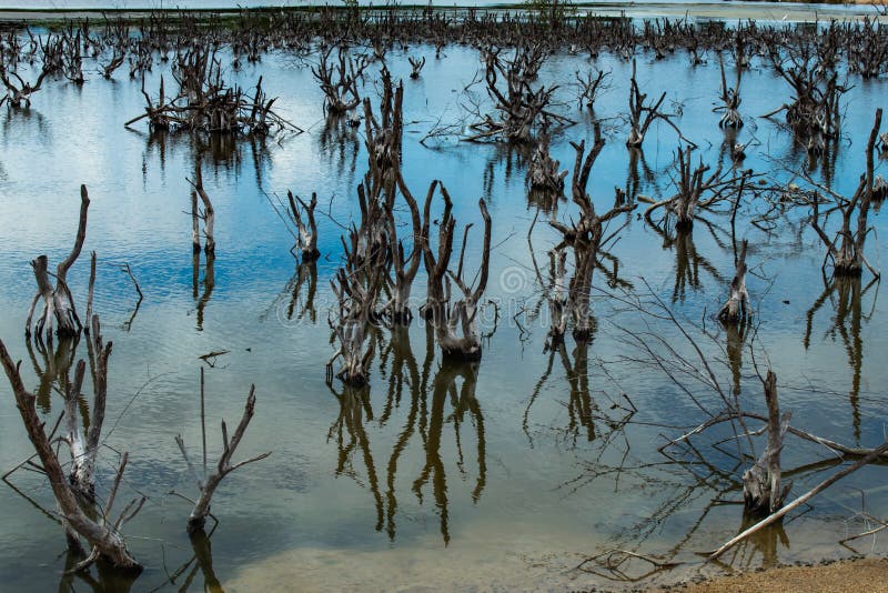 Dry Dead Trees in the Swamp and Sky with Clouds Beautiful. Stock Image ...