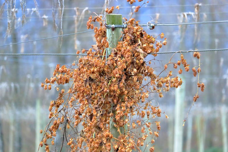 Dry Dead Winter Hops stock photo. Image of fall, unharvested - 201492298