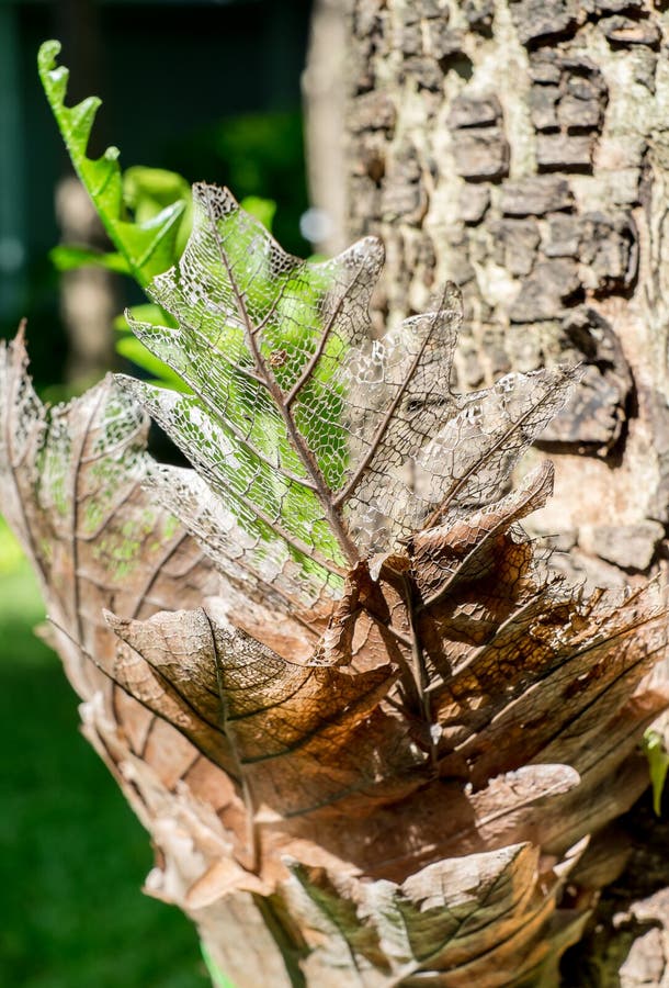 Dry decay brown leaf stock image. Image of dead, closeup - 59242401