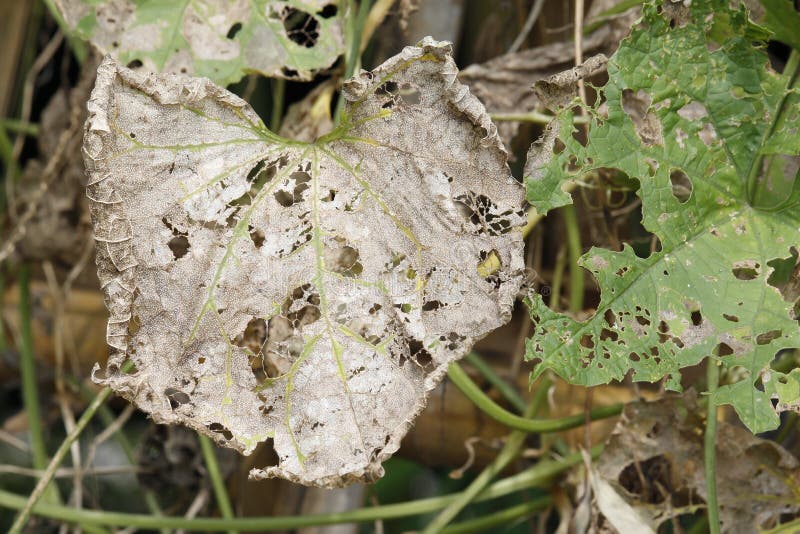 Dry and Decay Leaves stock image. Image of leaves, expired - 80769483