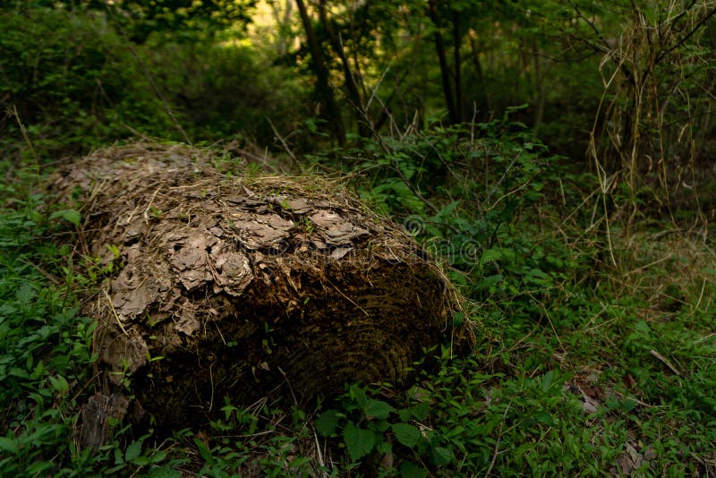 Dry and Decayed Log Left Died in the Forest Stock Image - Image of ...