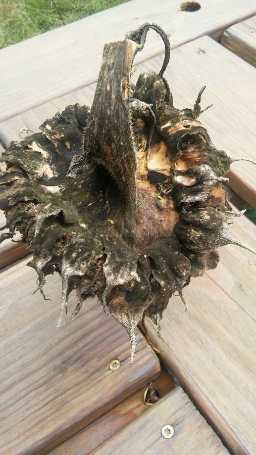 Dry and decaying sunflower stock photo. Image of food - 197085542