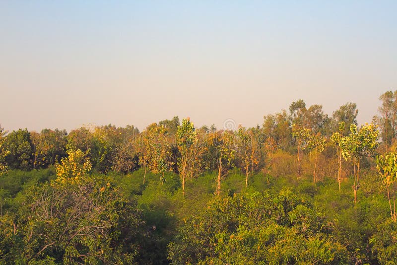 Dry Deciduous Forests Northern Part of Deccan Plateau Stock Image - Image of indian, northern ...