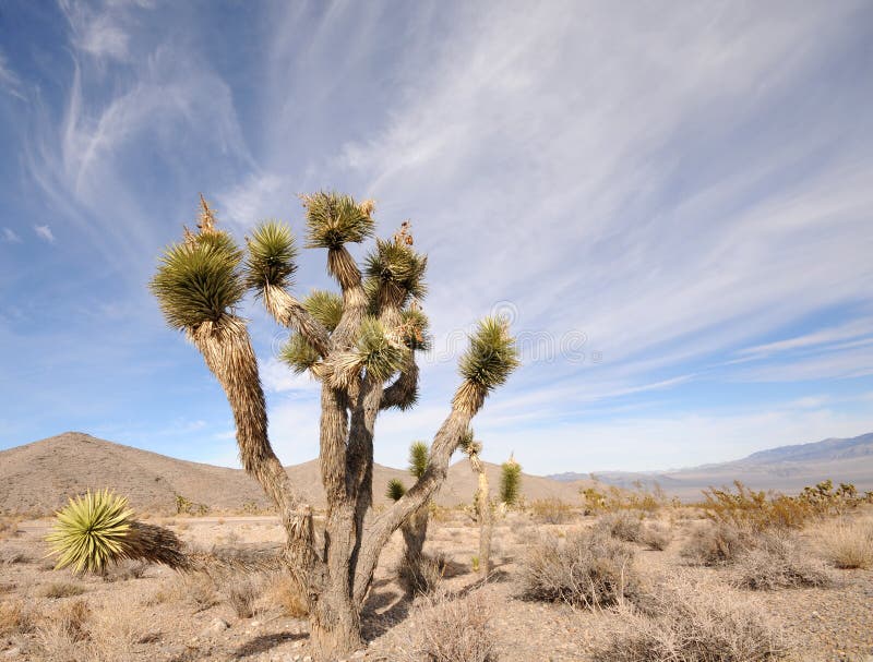 Dry cactus stock photo. Image of thorns, scorched, cactuse - 18897446