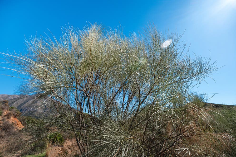 Dry Desert Brush Under Clear Blue Sky Stock Image - Image of ...