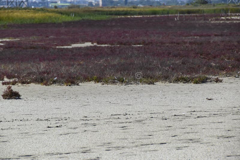 Dry Desert with Field and Red Bushes Stock Photo - Image of colorful ...