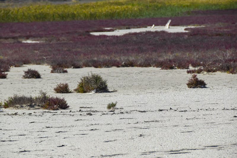 Dry Desert with Field and Red Bushes Stock Image - Image of colorful ...